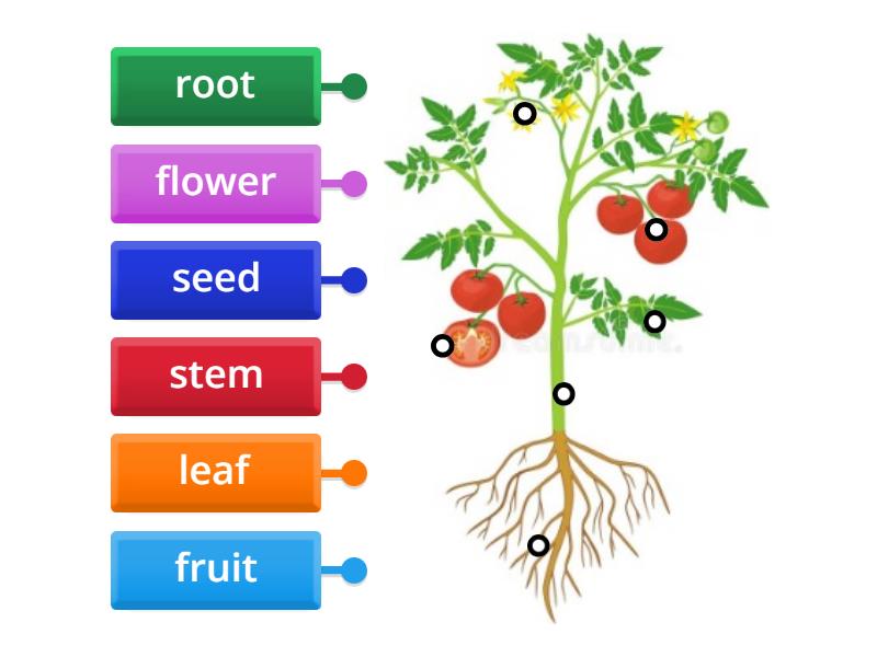 Parts of plants Tomato Plant Structure - Labelled diagram