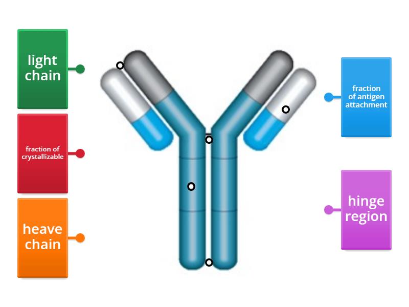 antibody - Labelled diagram