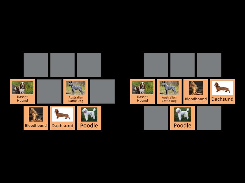 Vet Science Identification- Dogs - Matching pairs