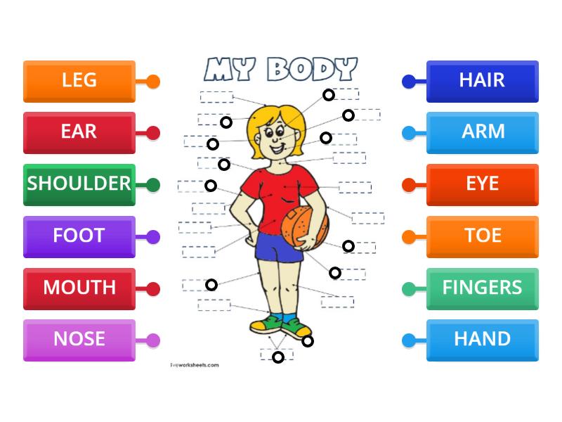 MY BODY - Labelled diagram