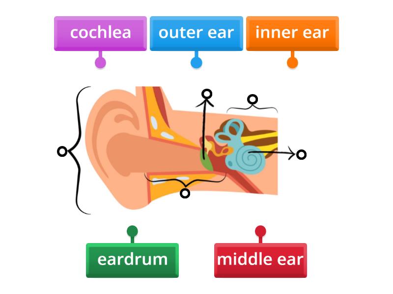 Parts of the ear - Labelled diagram