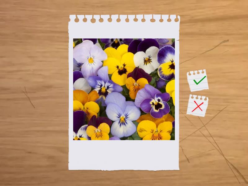 Plantas - tarjetas informativas - Flash cards