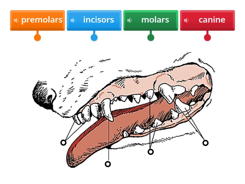 Dogs' teeth - Labelled diagram