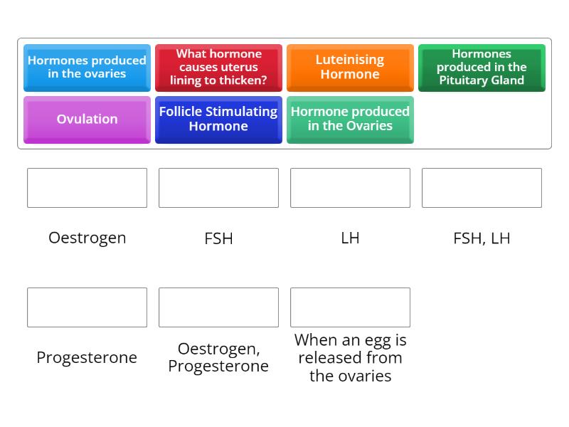 Hormones and Menstrual Cycle - Match up