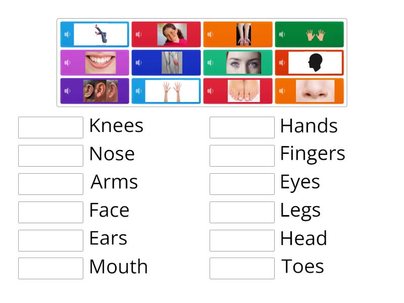 Parts of the body 2nd grade - Match up