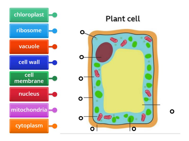 Plant cell parts - Labelled diagram