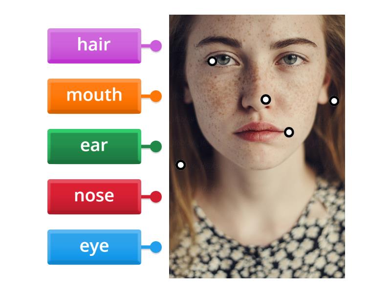 Face - Labelled diagram