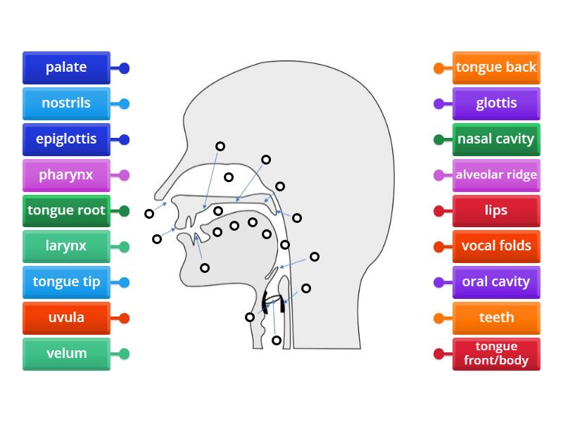 Vocal Tract Diagram - Labelled diagram