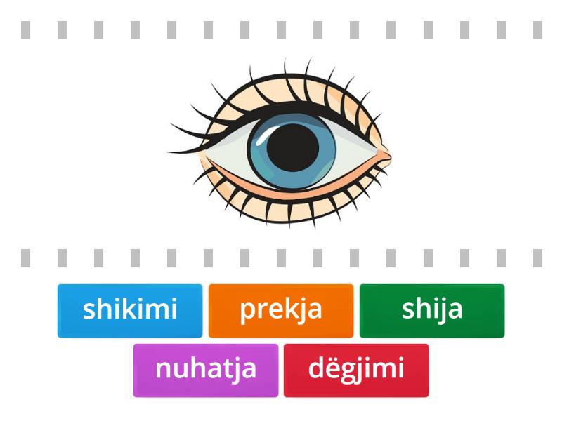 Shqisat e njeriut - Find the match