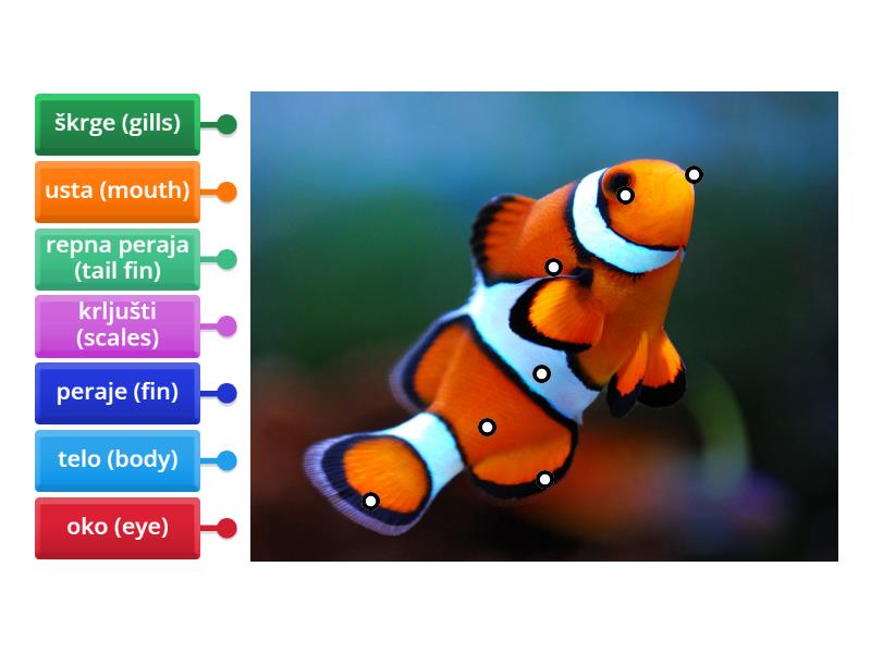 Riba _ Fish - Labelled diagram