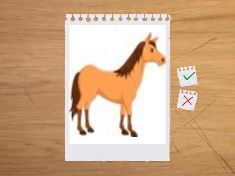 **Les animaux du zoo et de la ferme - Flash cards