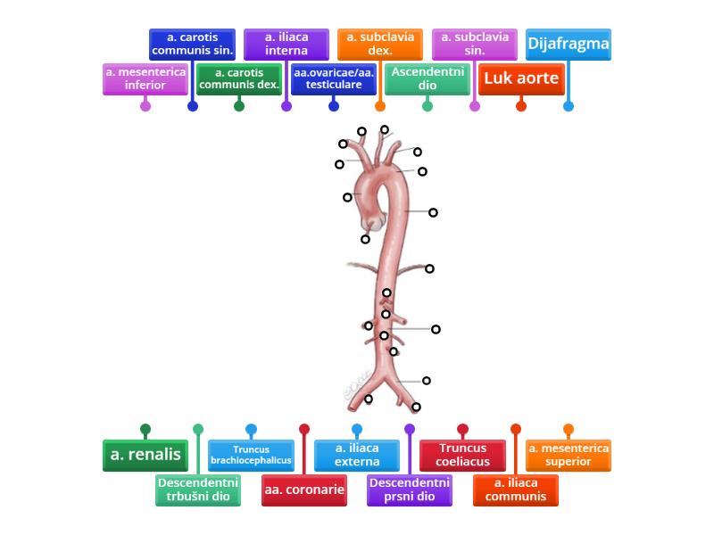 Aorta - Labelled diagram