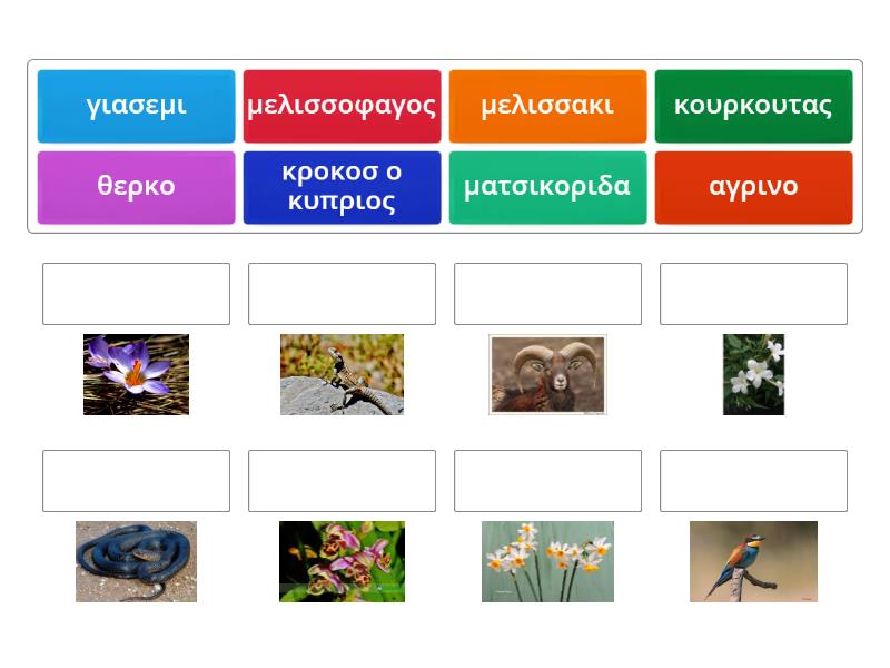 λουλουδια και ζωα της Κυπρου - Match up