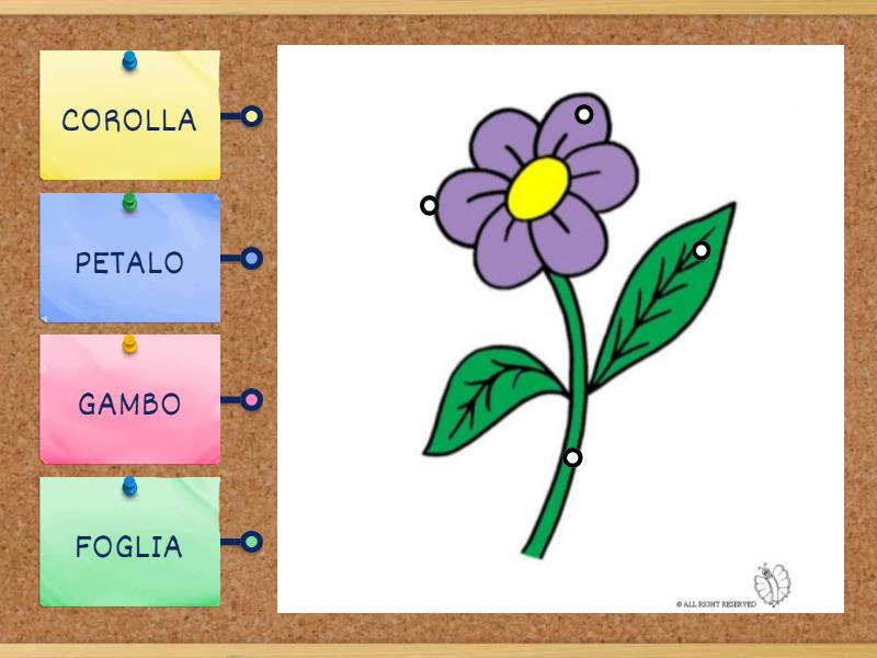 LE PARTI DEL FIORE - Labelled diagram