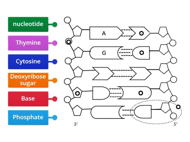 S2 DNA structure - Labelled diagram