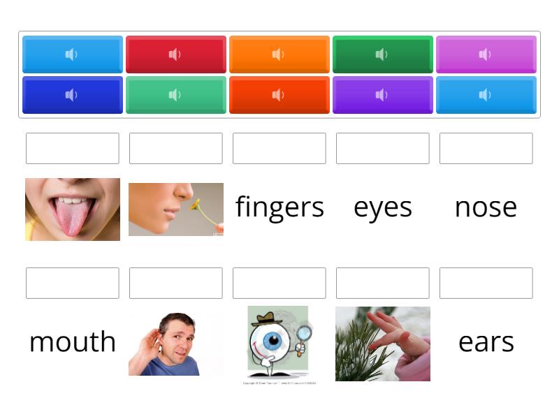Audio Clues : I sensi - 3/4 - Match up
