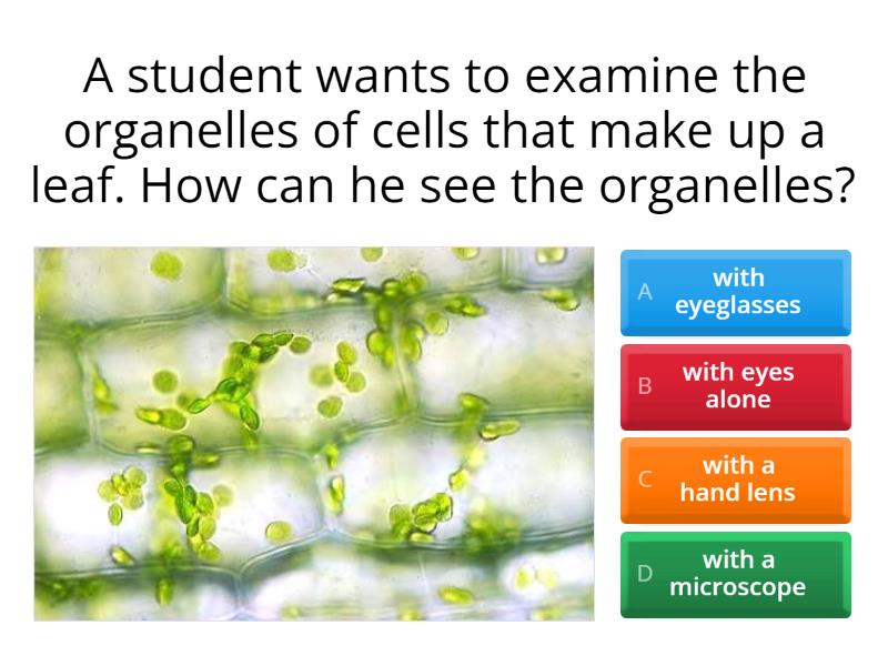 Plant and Animal Cells - Quiz