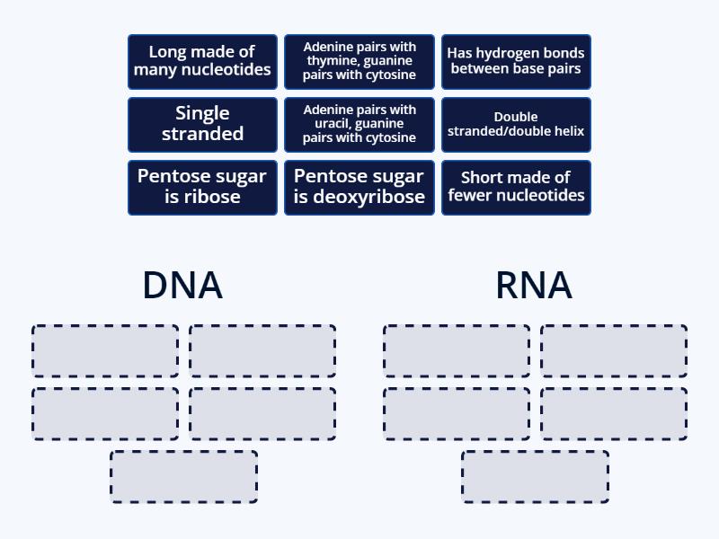 Structure of DNA and RNA - Group sort