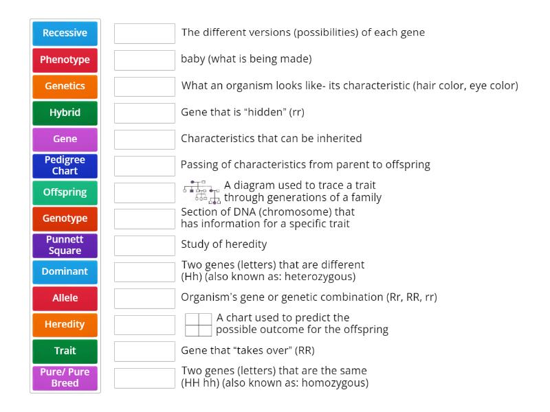 Genetics Vocabulary 7 - Match up