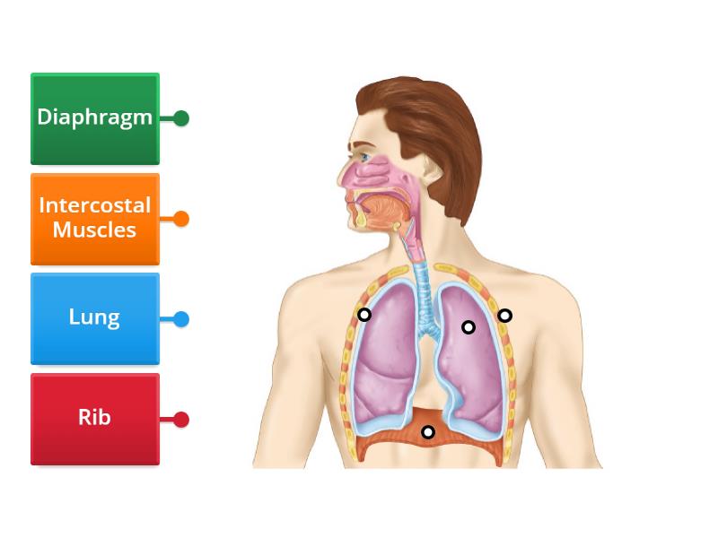 Parts of the Breathing System - Labelled diagram