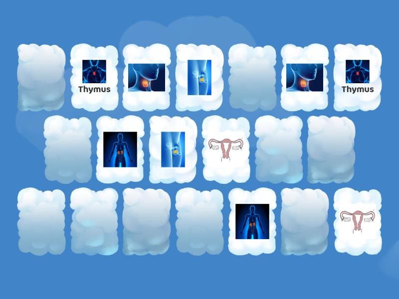 Endocrine System - Matching pairs