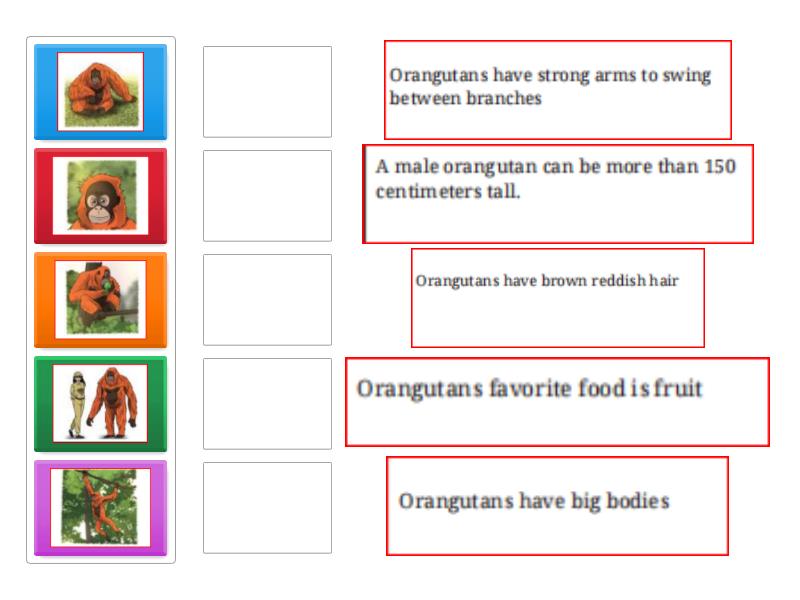 chapter 2. Match the pictures with the descriptions of orangutans ...