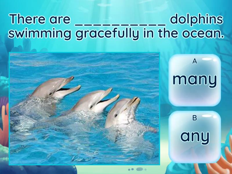 Quantifiers and animals - Grammar - اختبار تنافسي