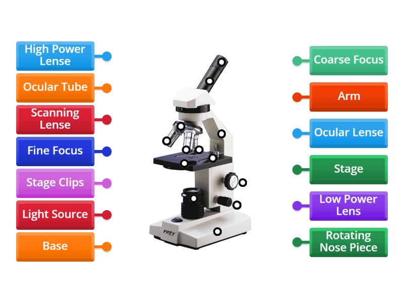 Label the Light Microscope - Labelled diagram