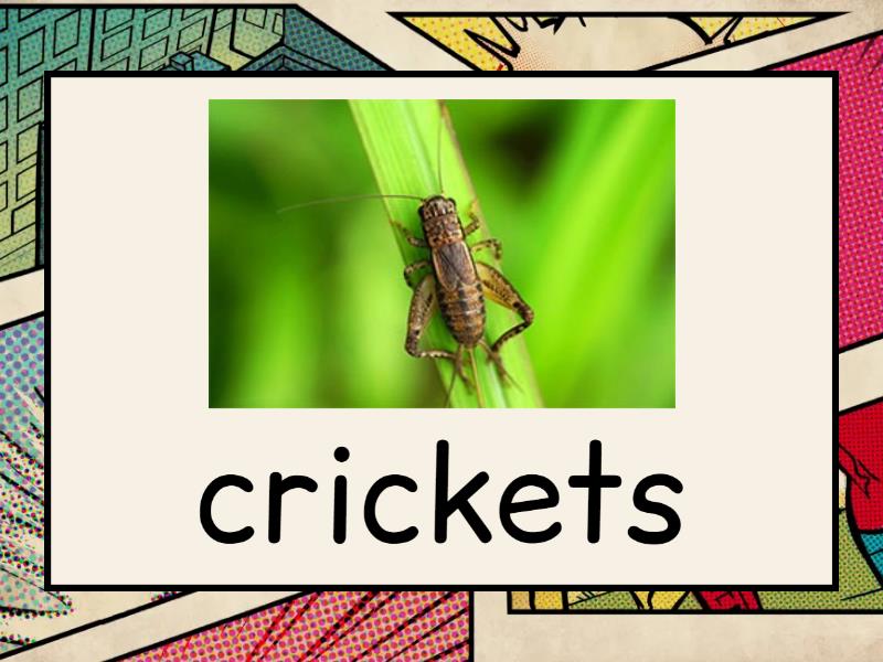 Interesting Things People Eat - Flash cards