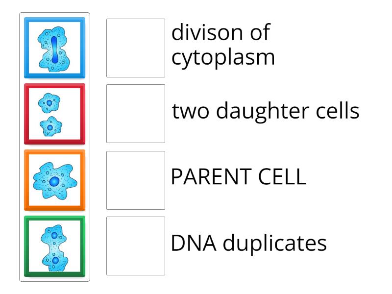 Label Binary Fission Match Up 8260