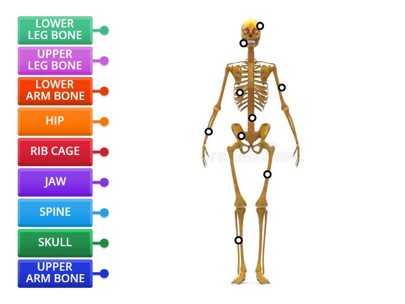SKELETON - Labelled diagram