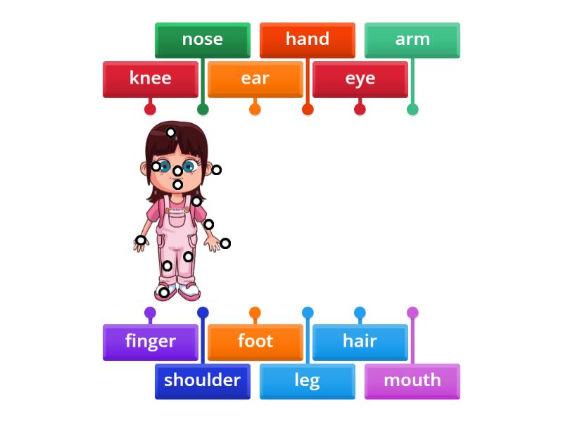 Body parts (S.A) - Labelled diagram