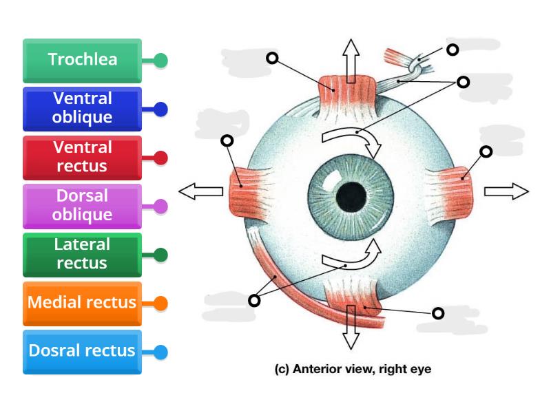 VNSA3-2.3-Muscles of the eye - Labelled diagram