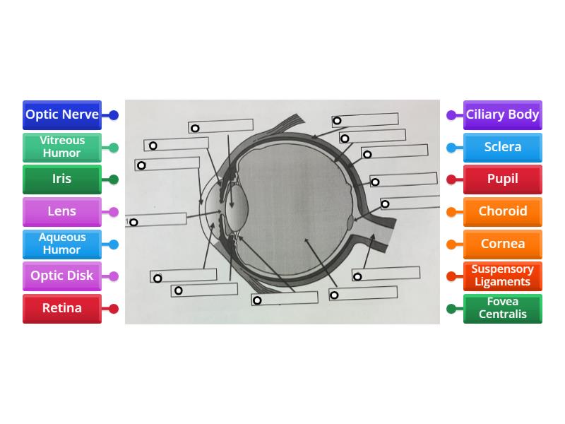 Eye Labelling Diagram - Labelled diagram