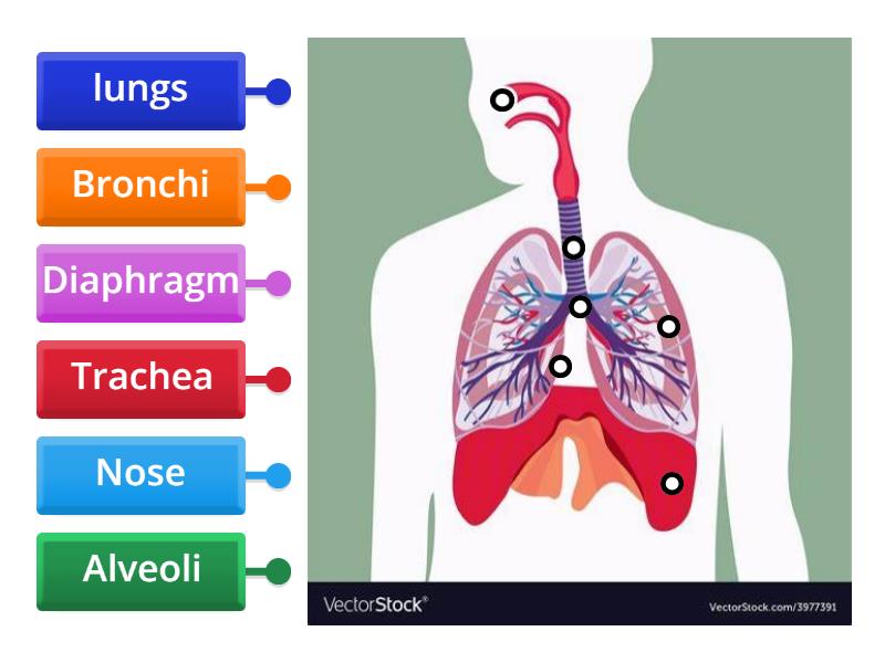 Respiratory system - Labelled diagram