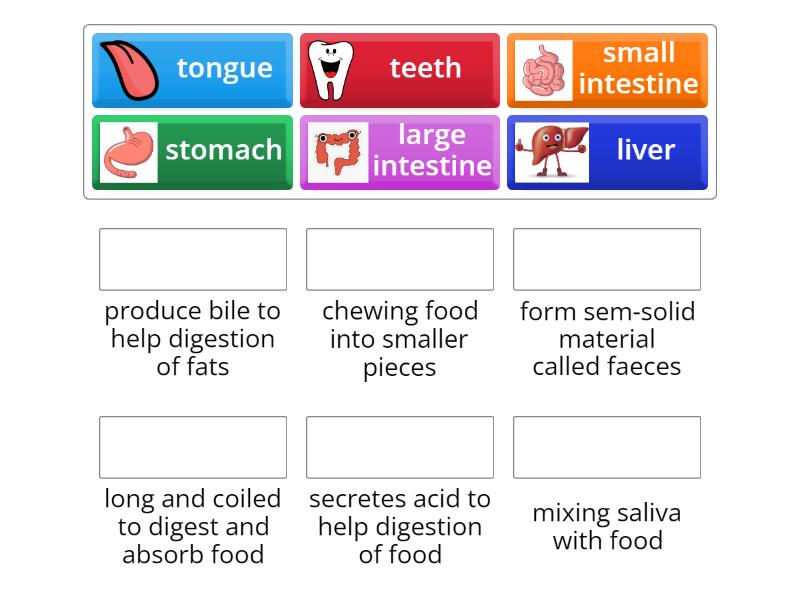 Our Digestive System - Match up