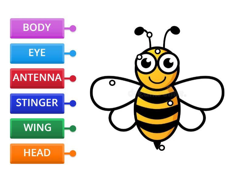 Bee - parts of the body - Labelled diagram