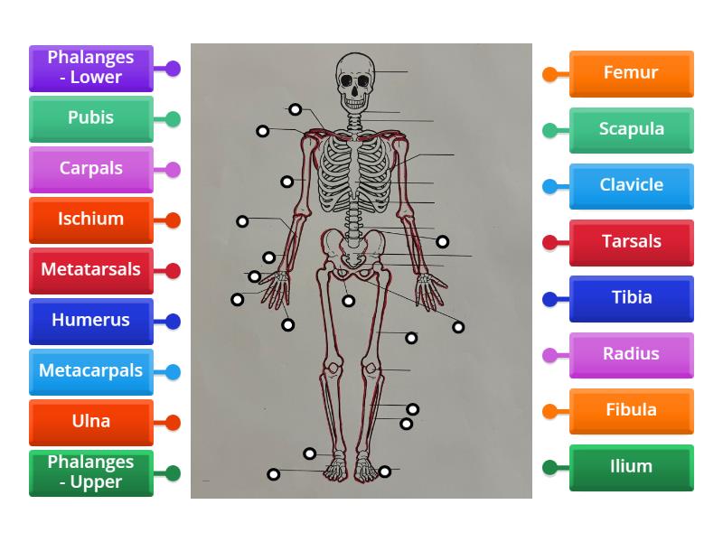 Appendicular Skeleton - Labelled diagram