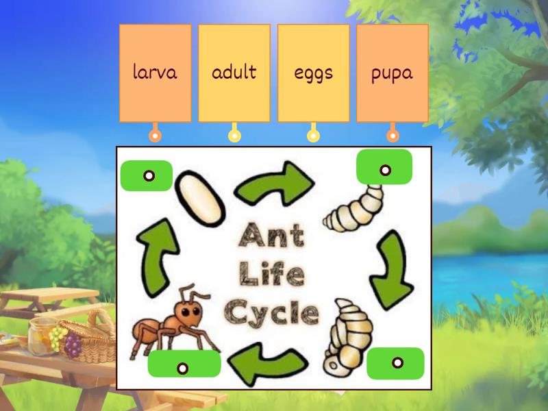 Ant lifecycle - Labelled diagram