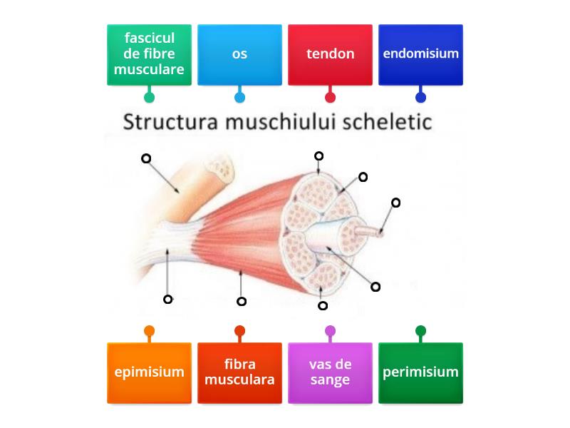 Structura unui muschi scheletic - Labelled diagram