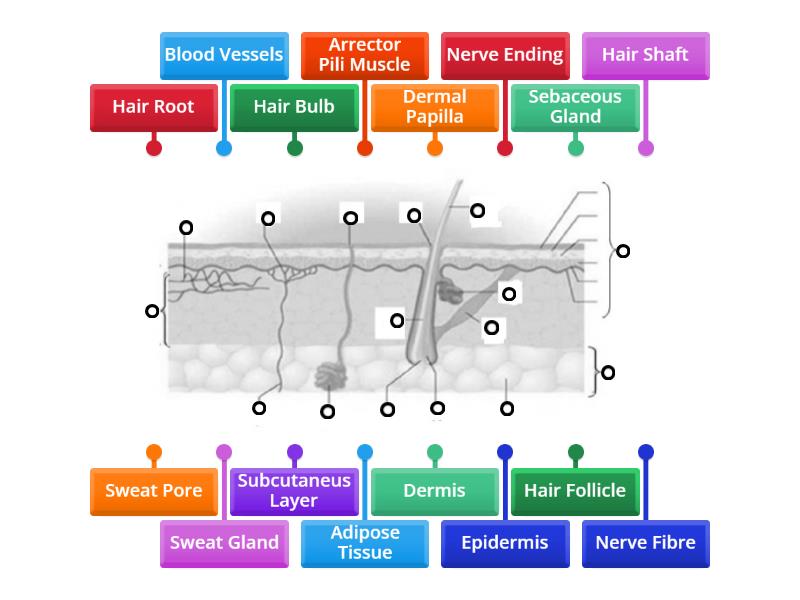 Structure of the Skin - Labelled diagram