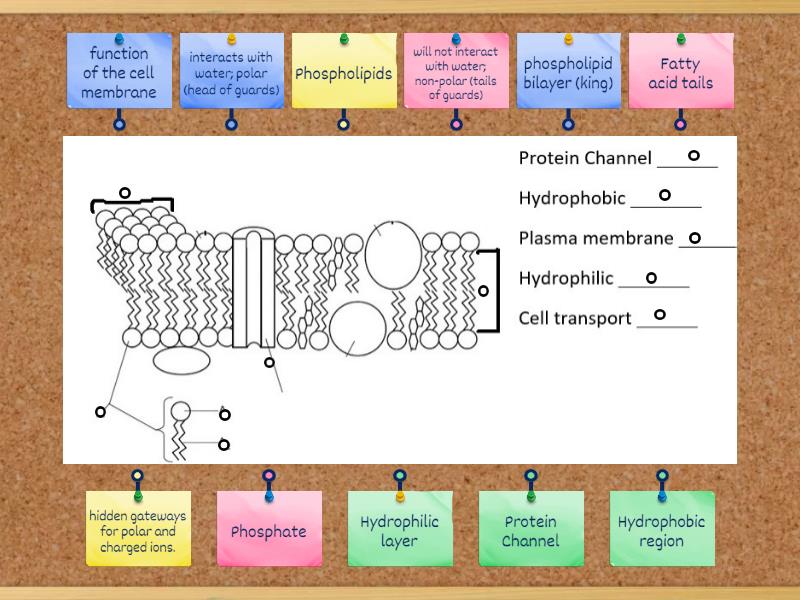 Wordwall - Cell Membrane Structure - Labelled diagram