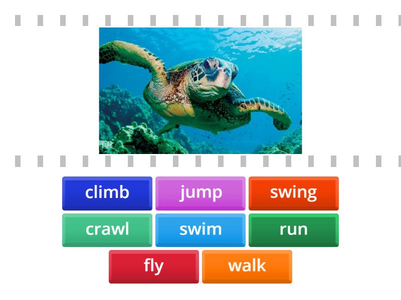 -Animal Action Verb - Find the match