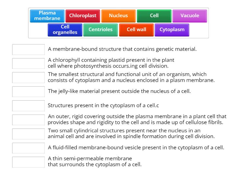 Plant and Animal Cells - Keywords - Match up