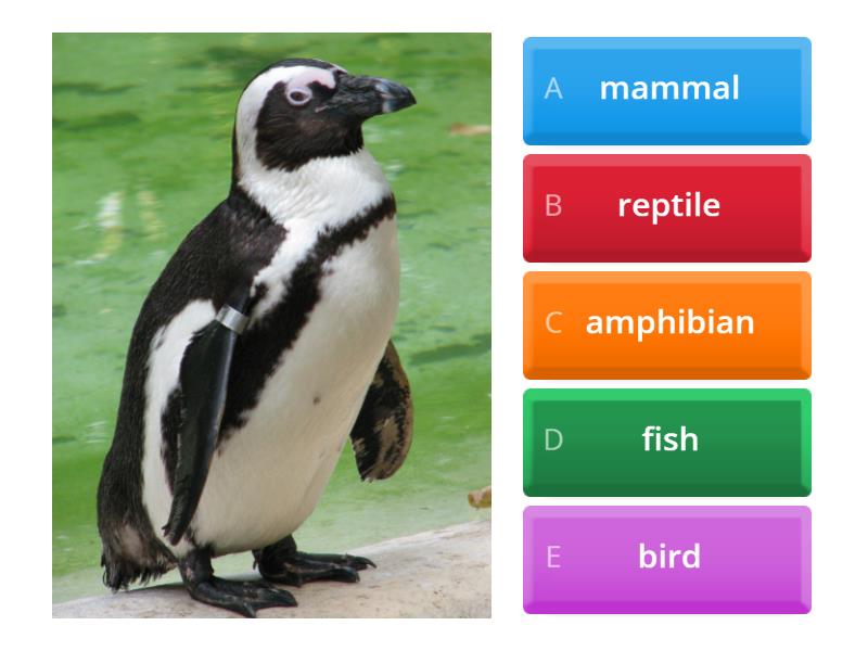 VISUAL ENGLISH 6 - UNIT 4 - ANIMAL GROUPS - Classify animals - Quiz