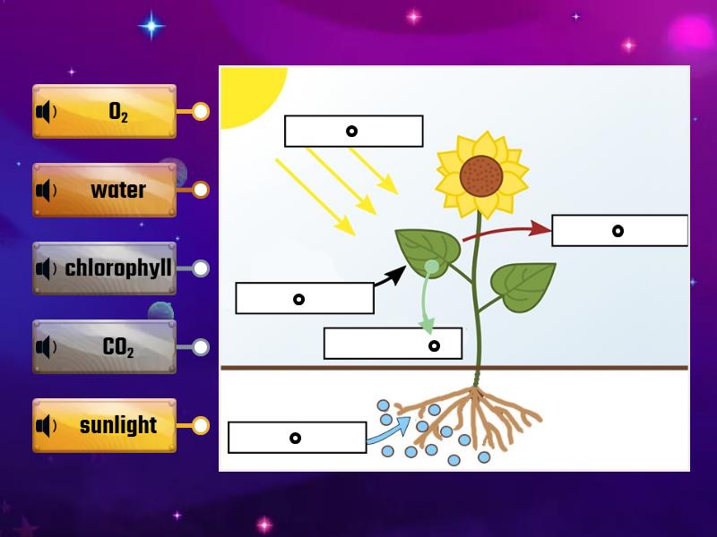 - Photosynthesis - Labelled diagram