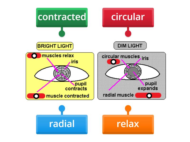 Eye Muscles - Labelled diagram