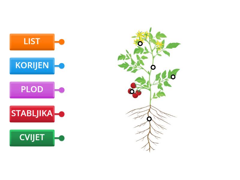 Dijelovi biljke - Labelled diagram