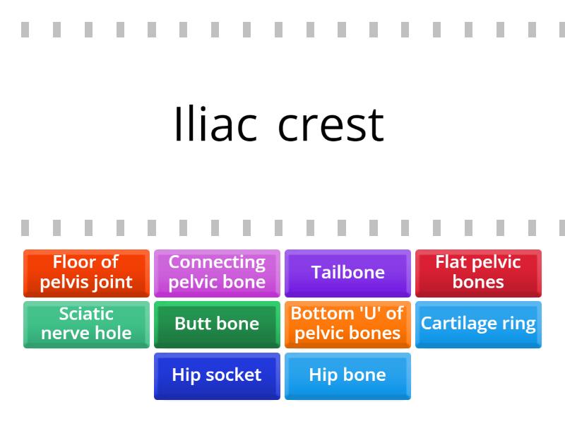 Hip & Pelvis Anatomy - Find the match