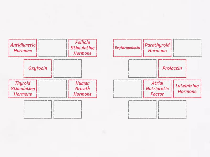 ENDOCRINE SYSTEM: Hormone pairs - Matching pairs